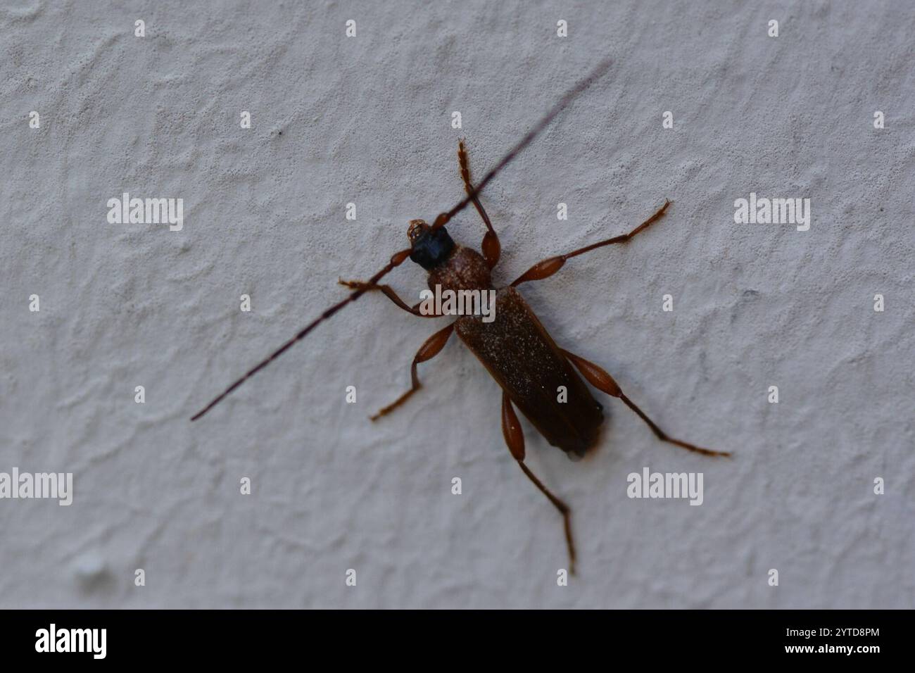 Tanbark Borer (Phymatodes testaceus Stock Photo - Alamy