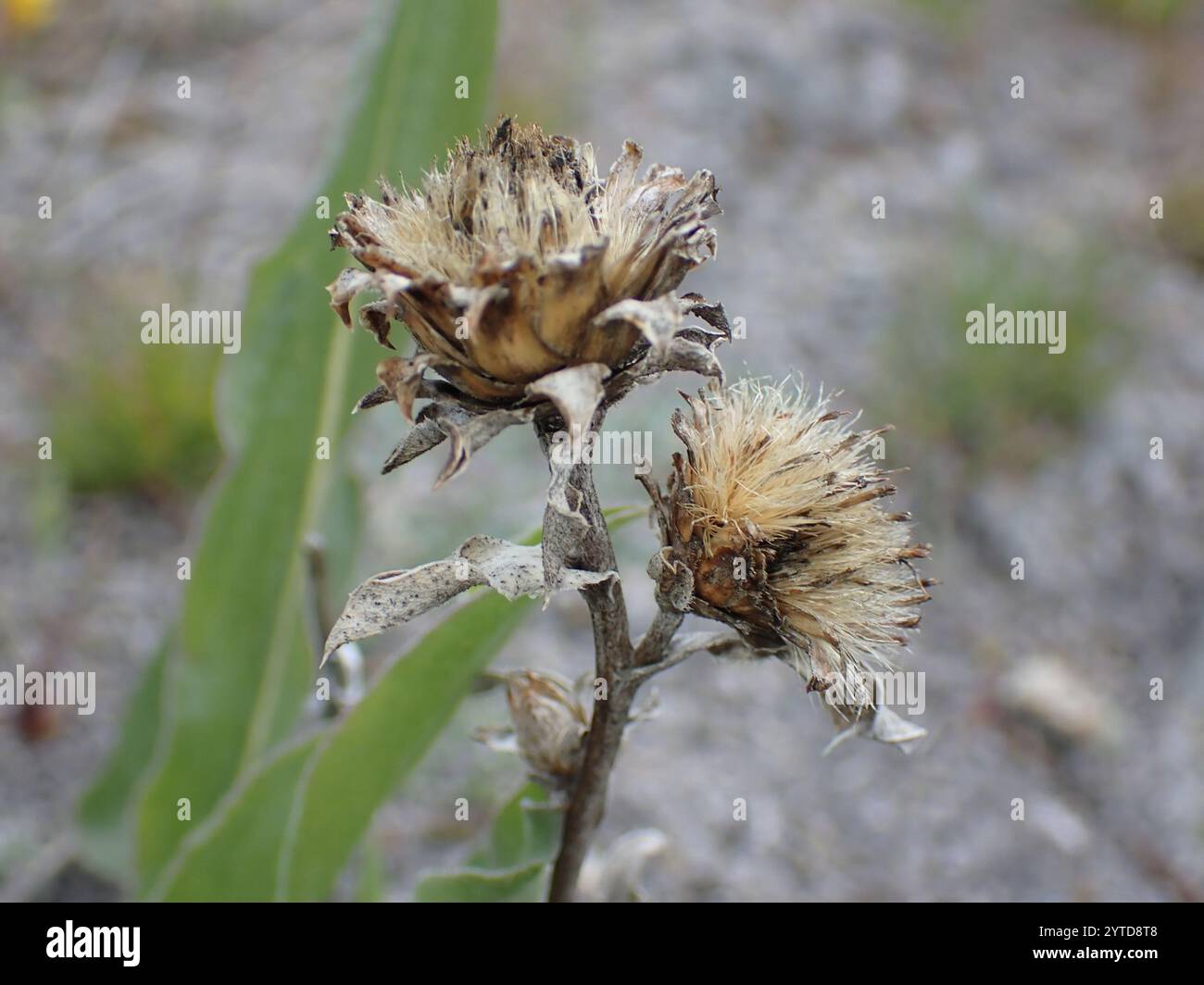 Large-flower Goldenweed (Pyrrocoma carthamoides Stock Photo - Alamy