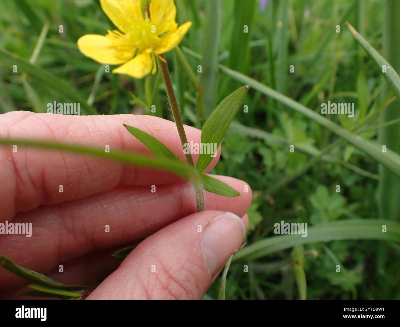 Western Buttercup (Ranunculus occidentalis Stock Photo - Alamy