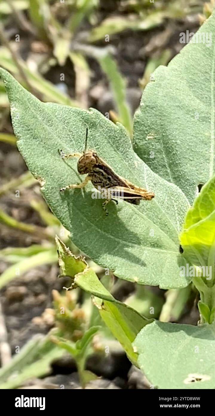 Ponderous Spur-throat Grasshopper (Melanoplus ponderosus Stock Photo ...