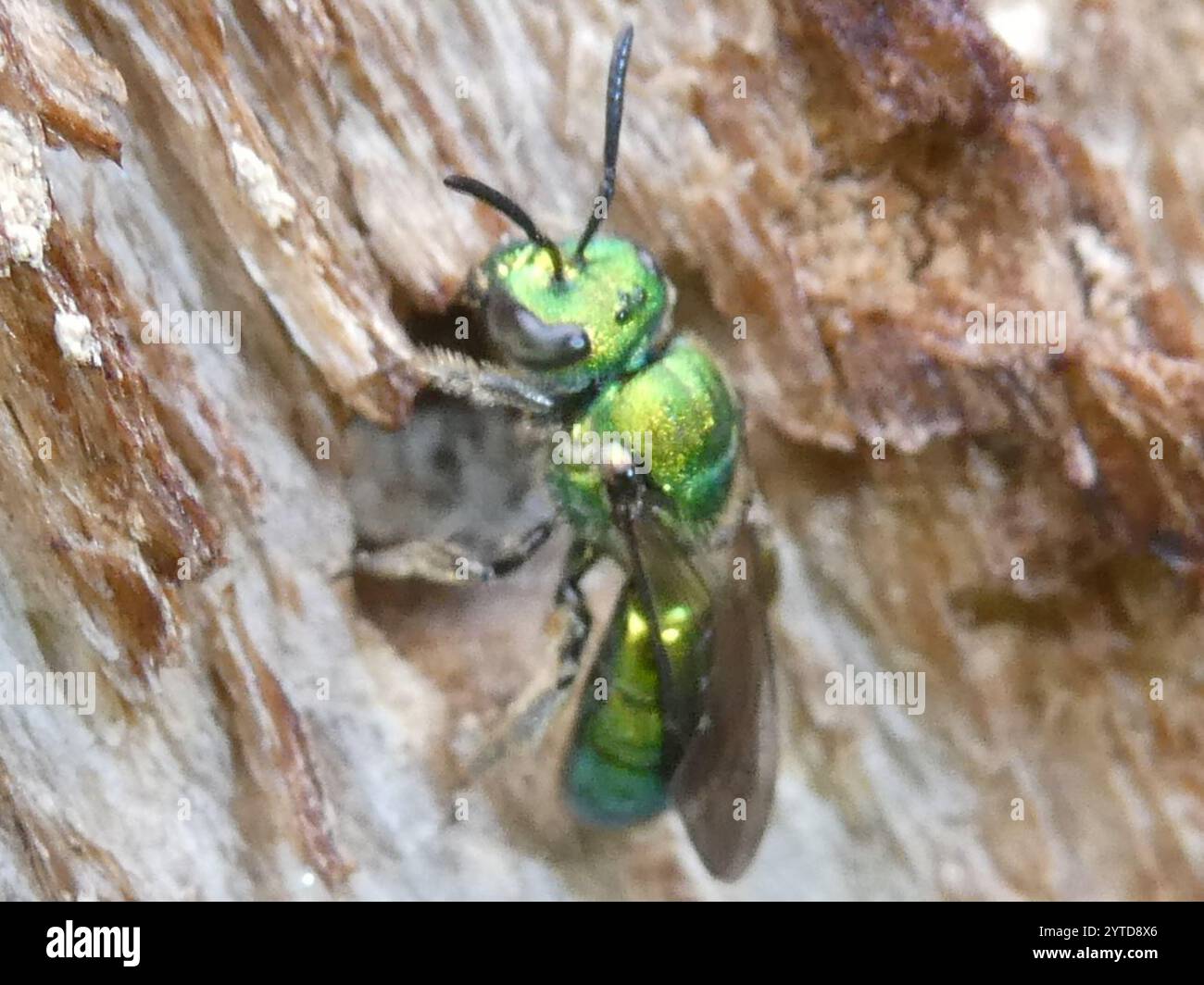 Augochlora sweat bee hi-res stock photography and images - Alamy