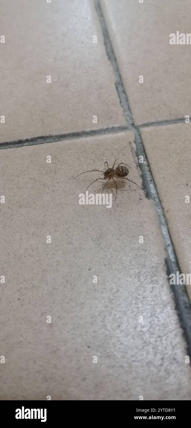 Common Spitting Spider (Scytodes thoracica Stock Photo - Alamy