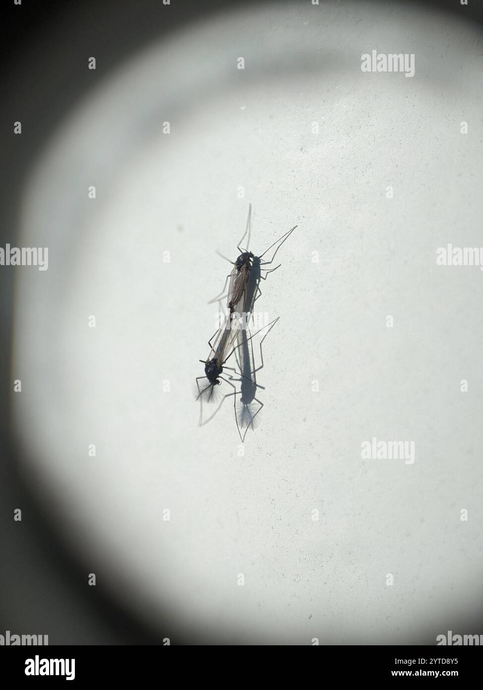 Winter Midges (Diamesa Stock Photo - Alamy