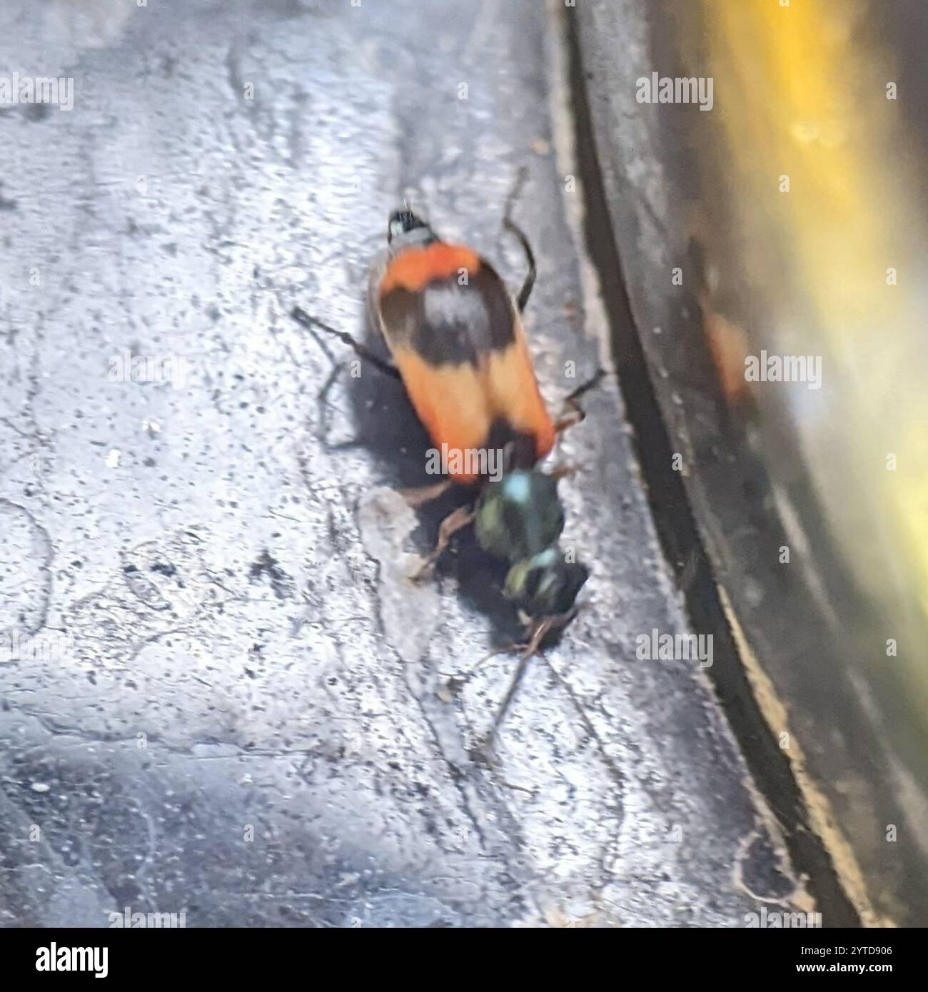 Eurasian Red-and-black Melyrid (Anthocomus equestris Stock Photo - Alamy