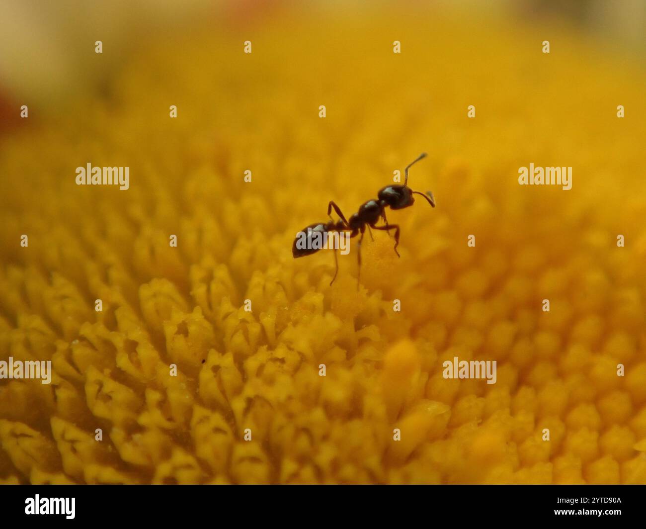 Common Trailing Ant (Monomorium minimum Stock Photo - Alamy