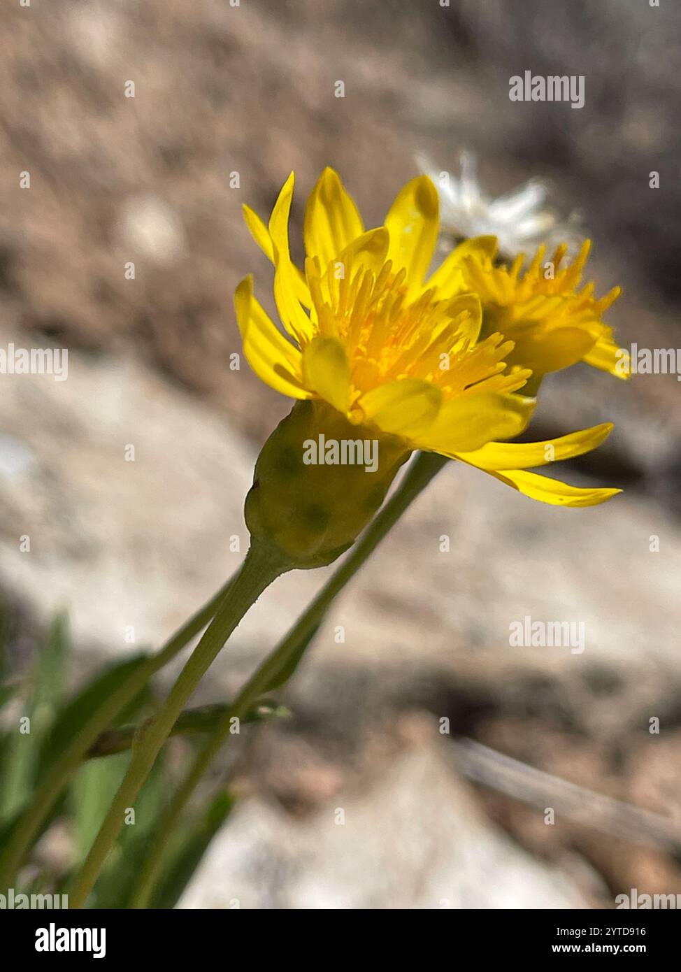 Thrift Mock Goldenweed (Stenotus armerioides Stock Photo - Alamy