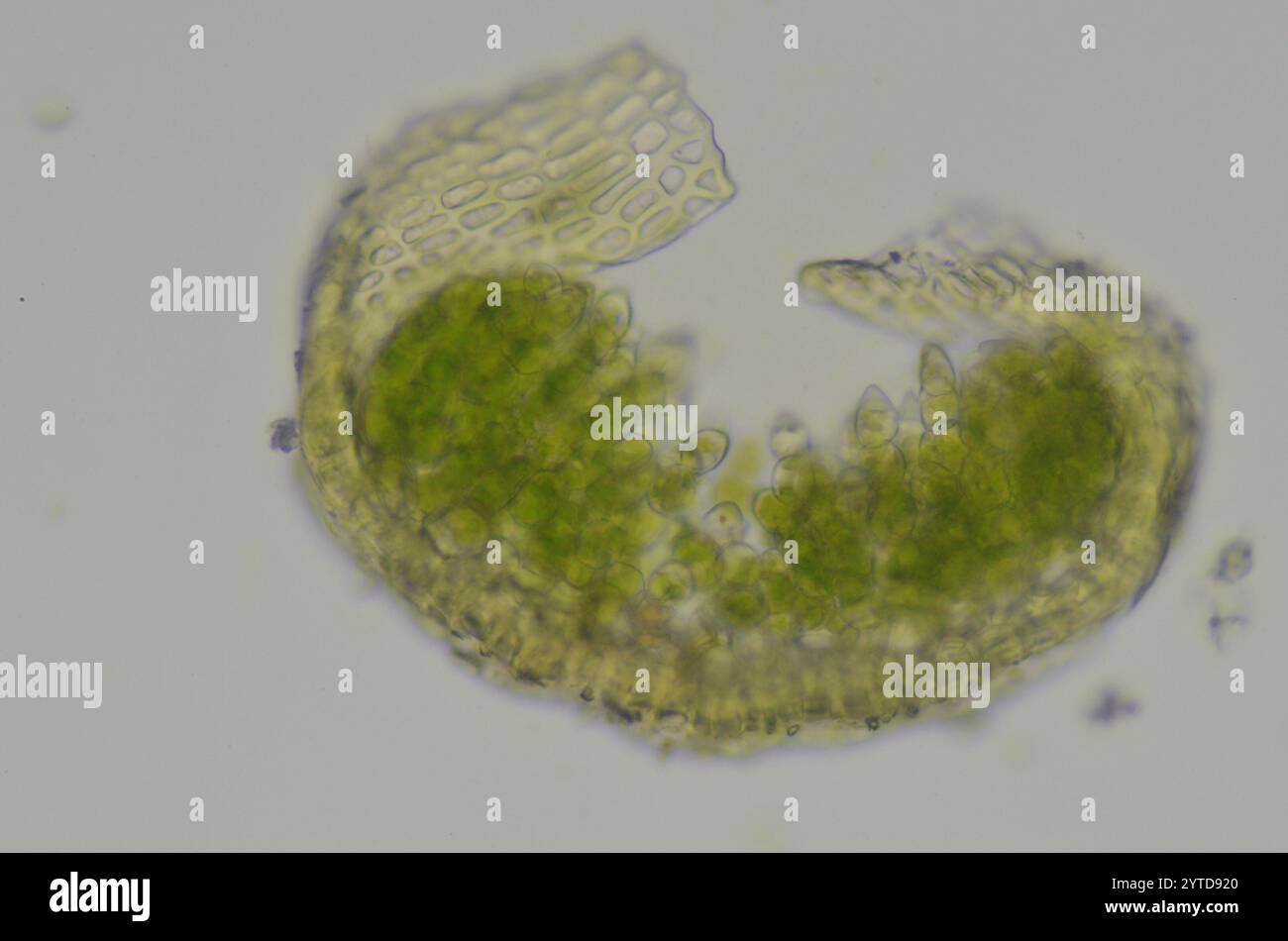 Rigid Screw Moss (Aloina rigida Stock Photo - Alamy