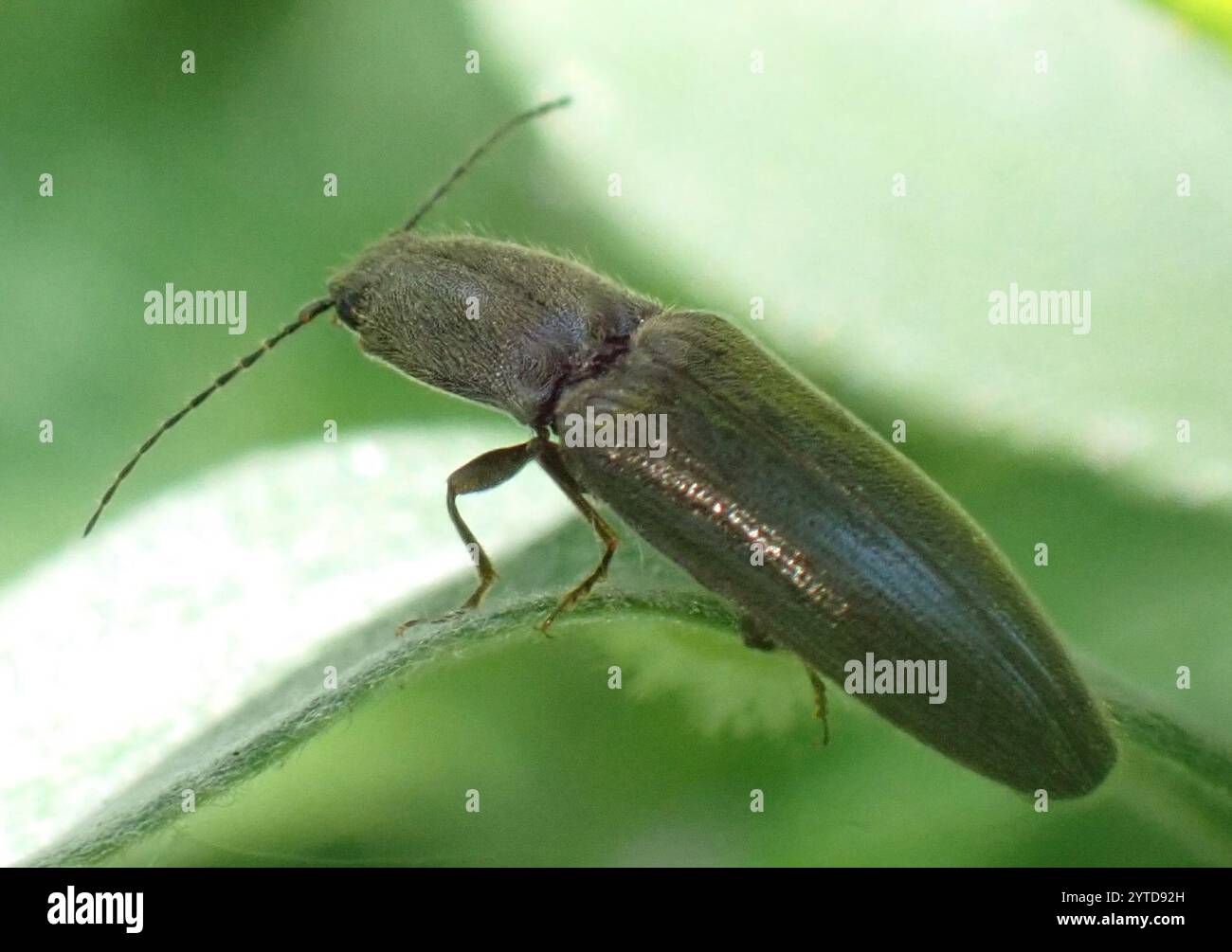 common brown click beetle (Athous haemorrhoidalis Stock Photo - Alamy