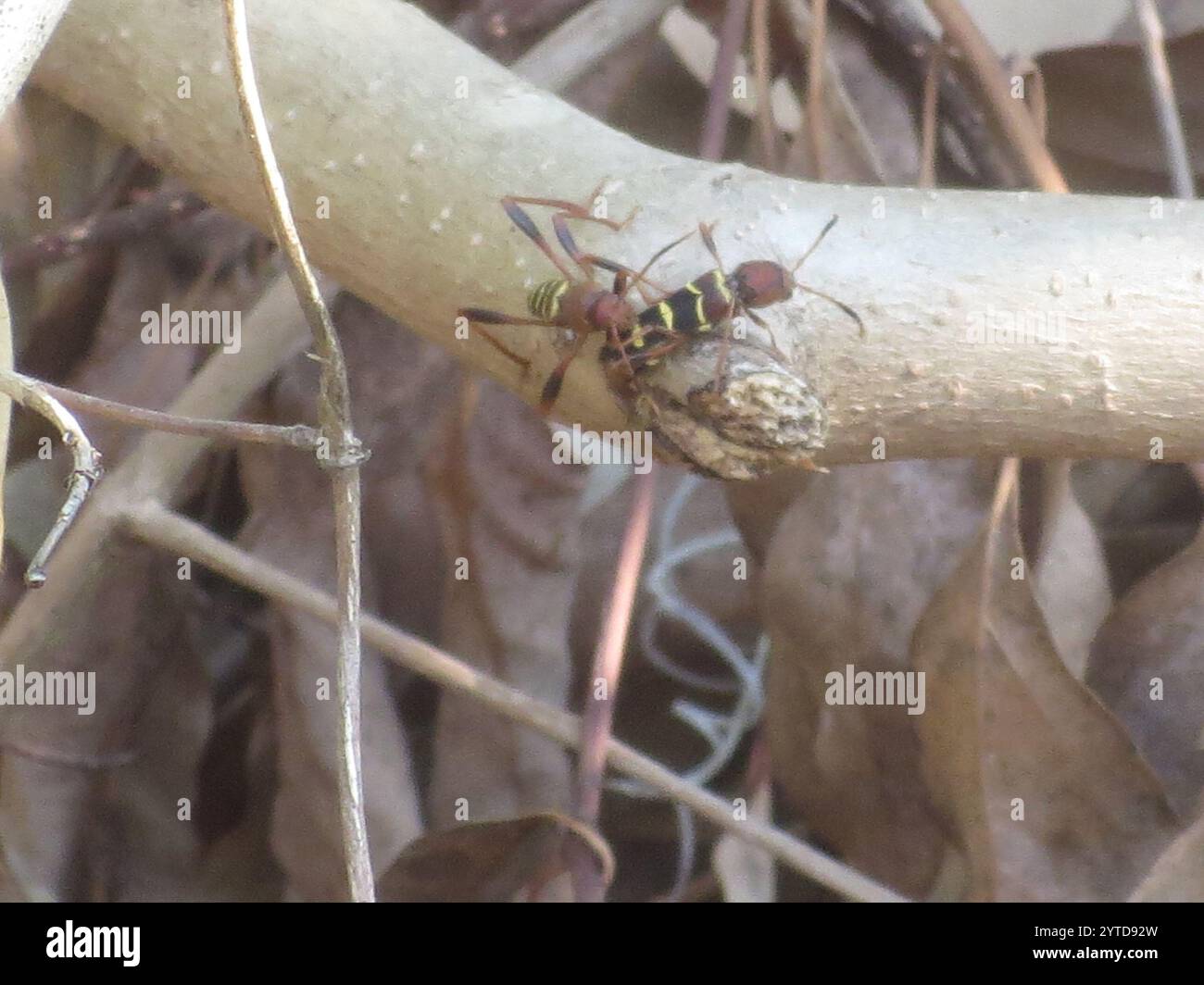 Red-headed Ash Borer (Neoclytus acuminatus Stock Photo - Alamy