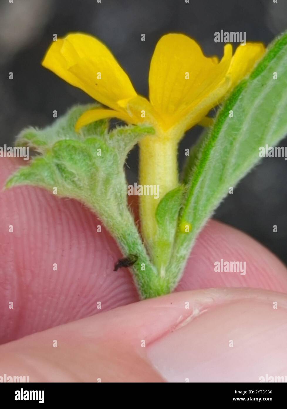 Yellow alder (Turnera ulmifolia Stock Photo - Alamy