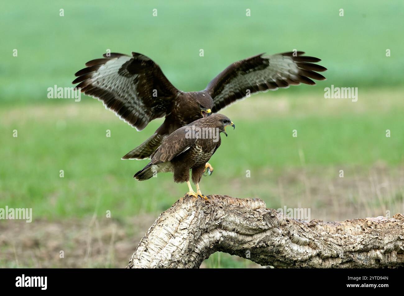 Common buzzard in a Mediterranean oak and pine meadow at first light ...