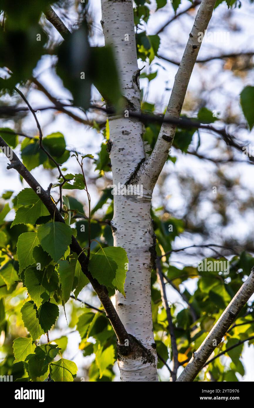 Close up view of flowering yellow catkins on a river birch tree betula ...