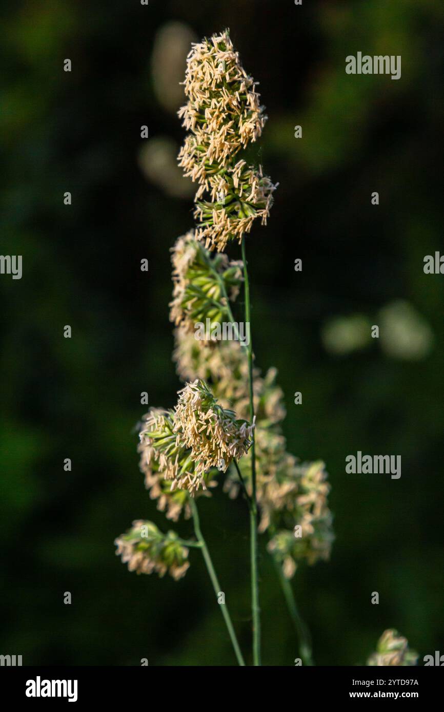 Plant Dactylis against green grass. In the meadow blooms valuable ...