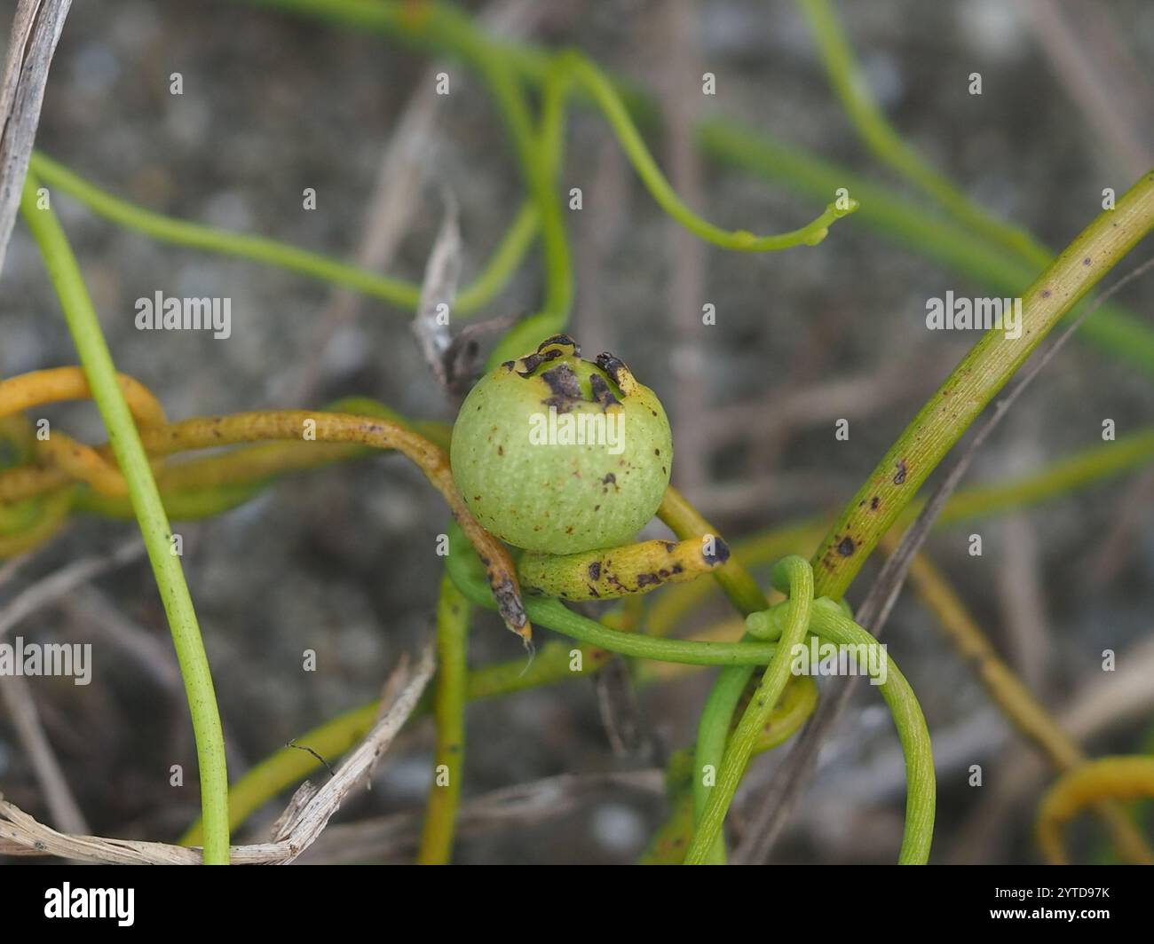 laurel dodder (Cassytha filiformis Stock Photo - Alamy