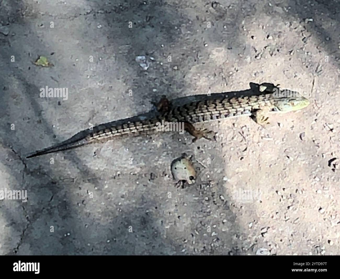 California Alligator Lizard (Elgaria multicarinata multicarinata Stock ...