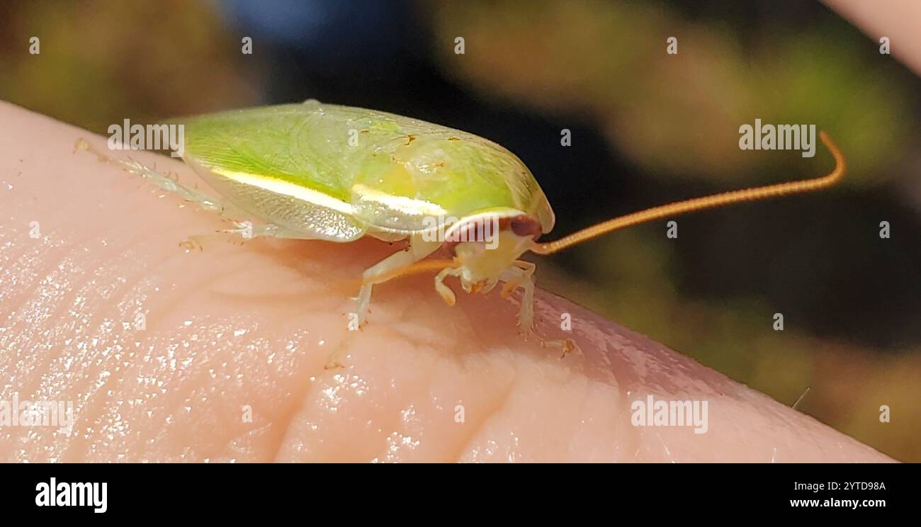 Banana Cockroach (Panchlora nivea Stock Photo - Alamy