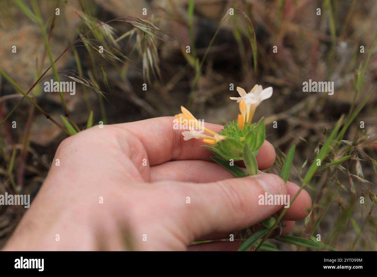 grand collomia (Collomia grandiflora Stock Photo - Alamy