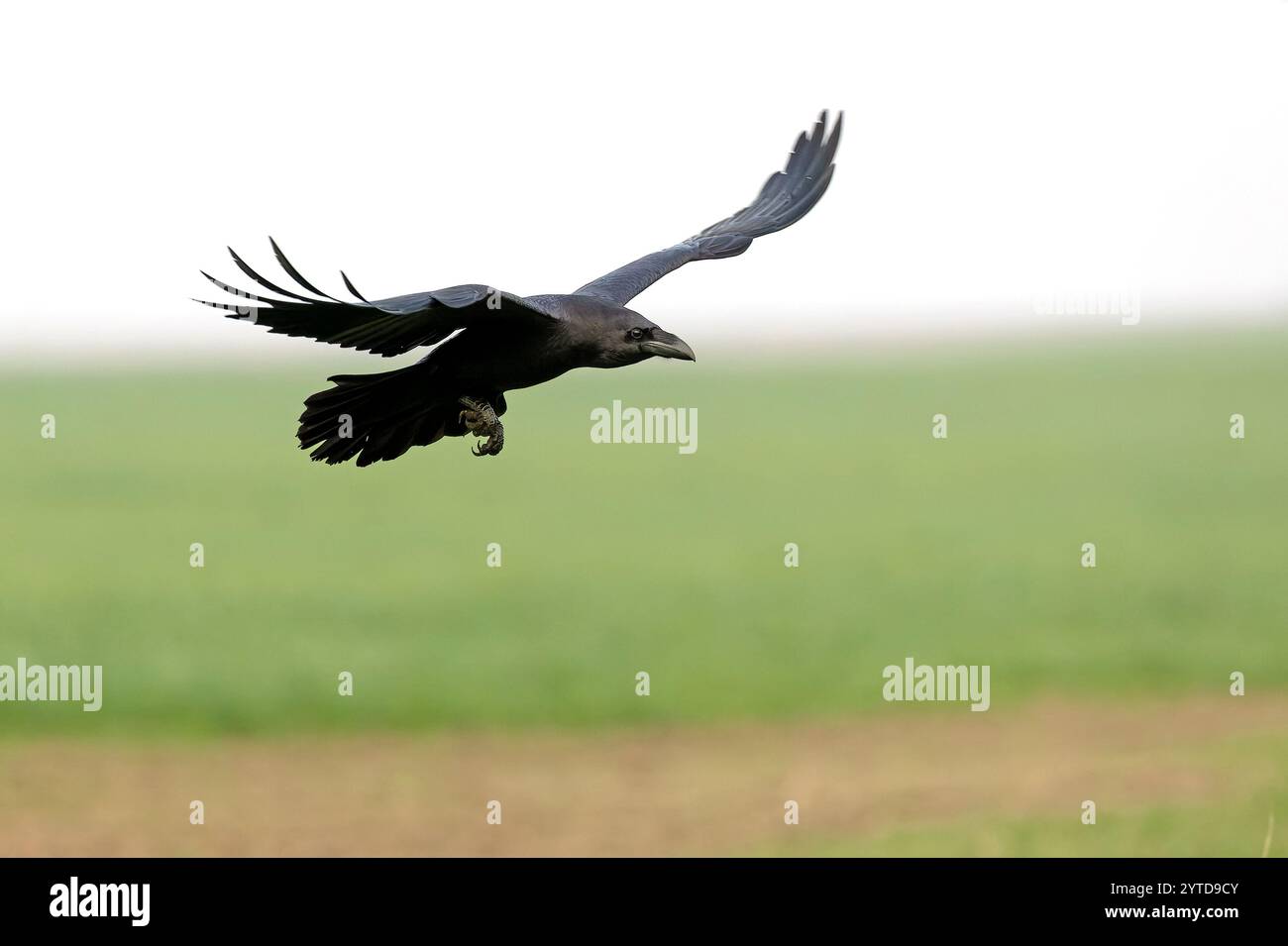 Common raven in the first light of a cold autumn morning on a ...