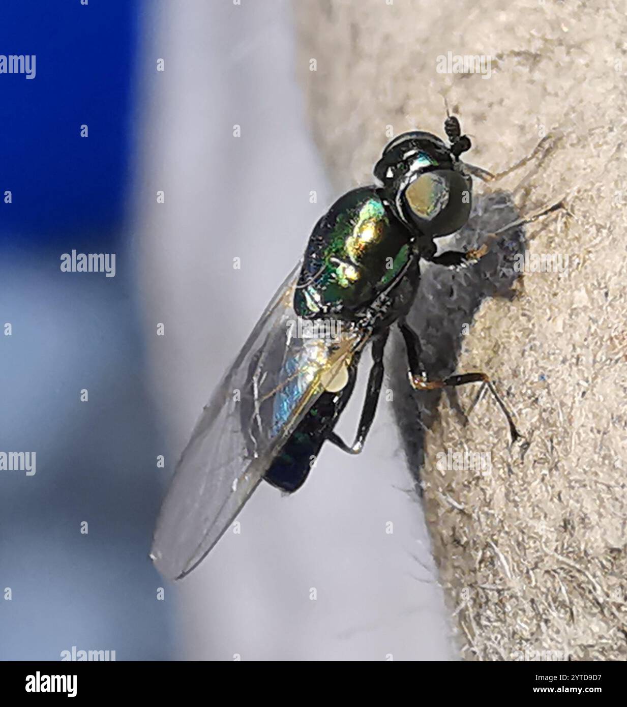 Black-horned Gem Fly (Microchrysa polita Stock Photo - Alamy