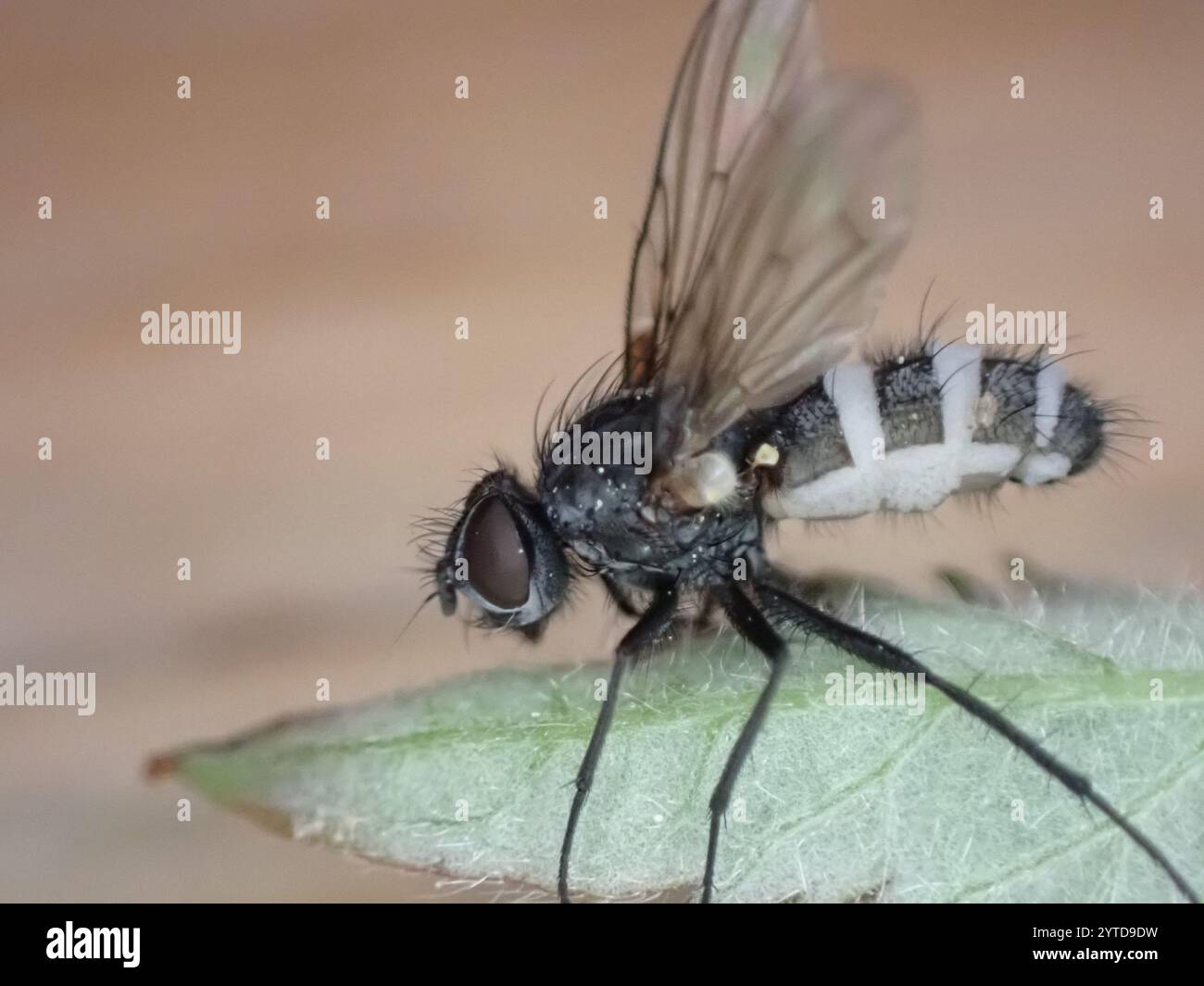 Fly Death Fungi (Entomophthora muscae Stock Photo - Alamy