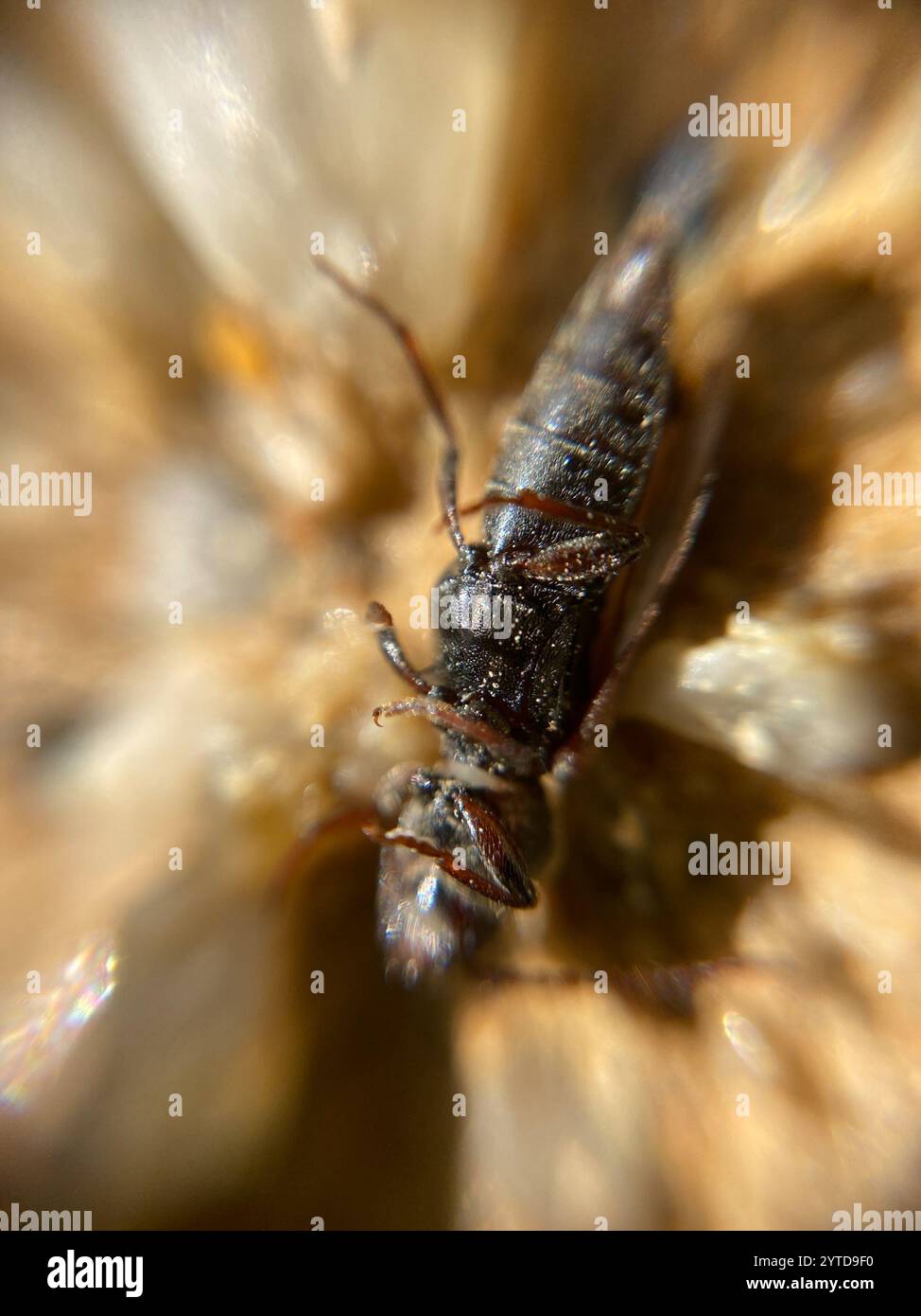 Black spruce borer hi-res stock photography and images - Alamy