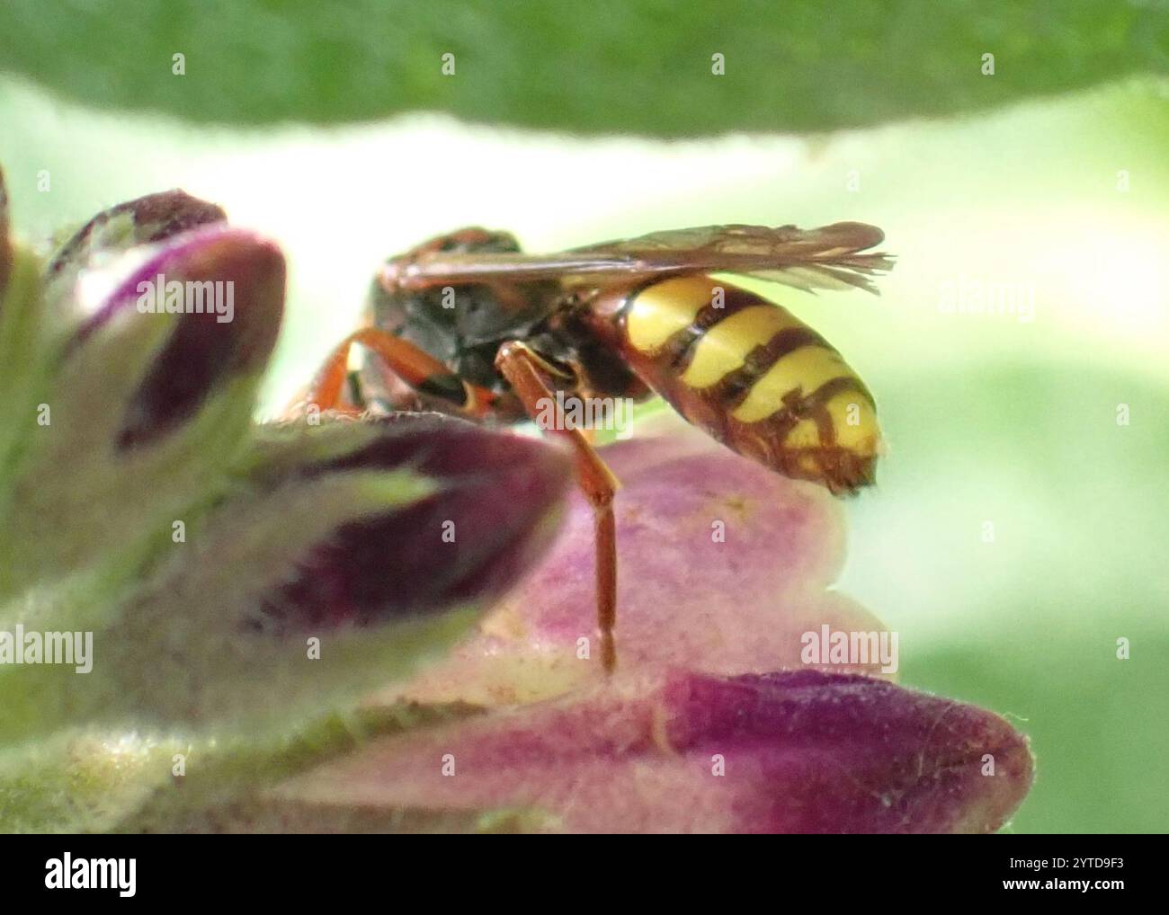Nomad Bees (Nomada Stock Photo - Alamy