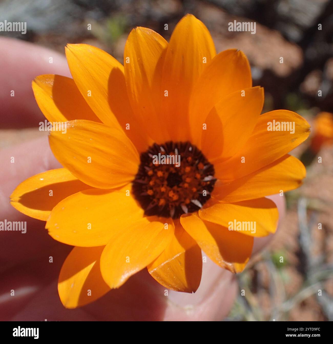 Cape marigold (Dimorphotheca sinuata Stock Photo - Alamy