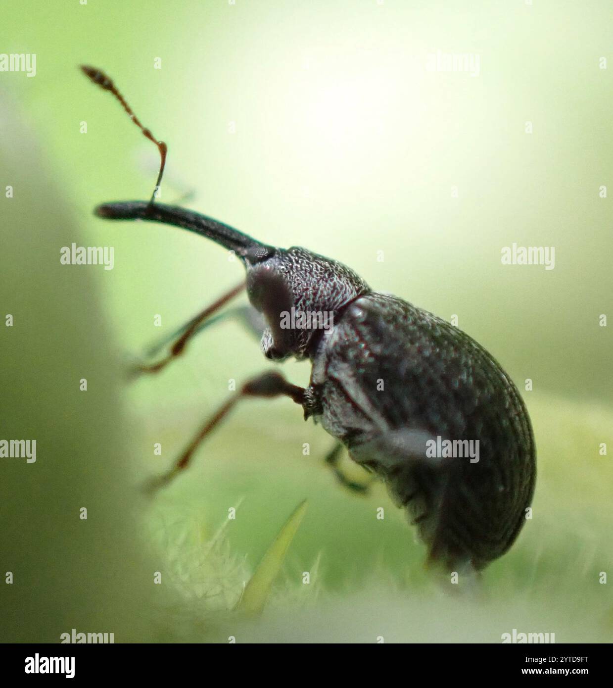Strawberry blossom weevil (Anthonomus rubi Stock Photo - Alamy