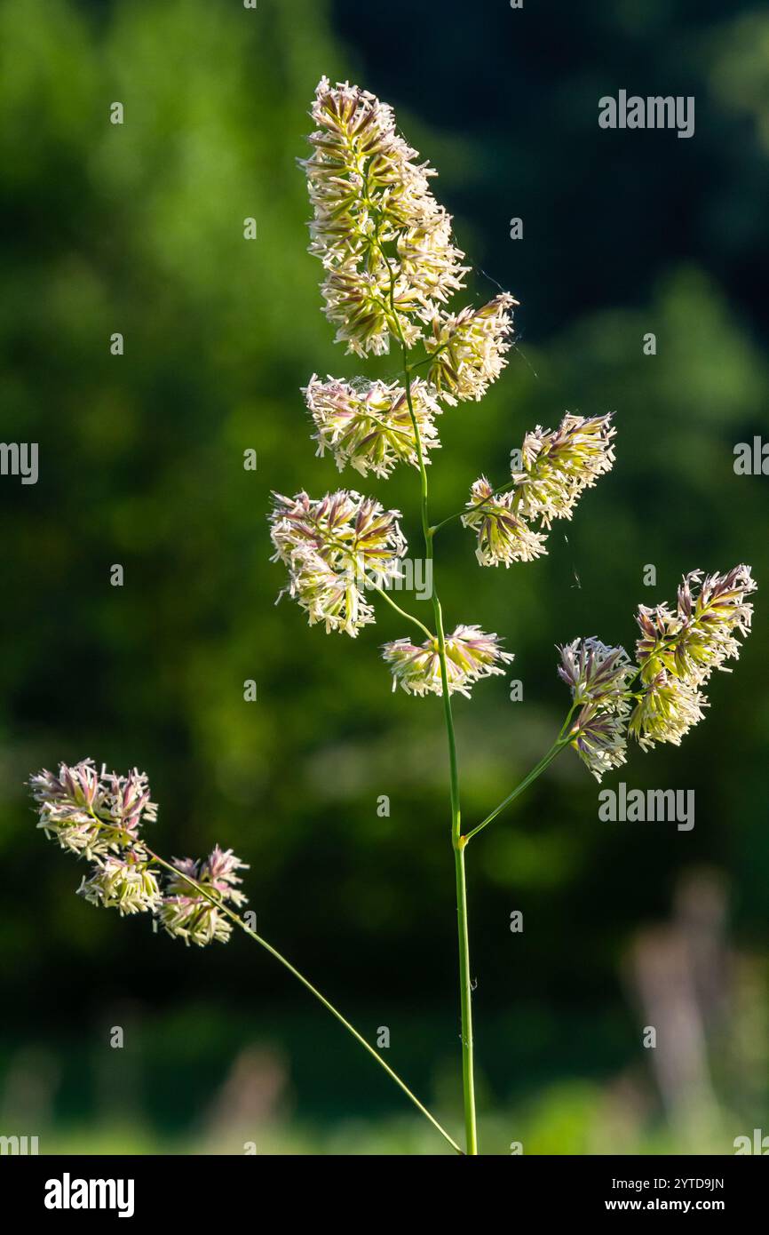 Plant Dactylis against green grass. In the meadow blooms valuable ...