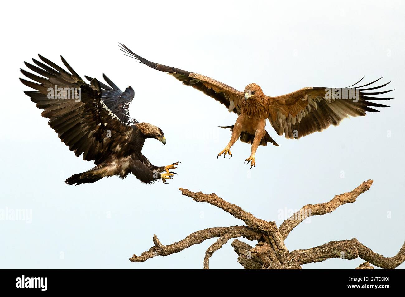 Adult Spanish Imperial Eagle chasing a young of its species from its ...
