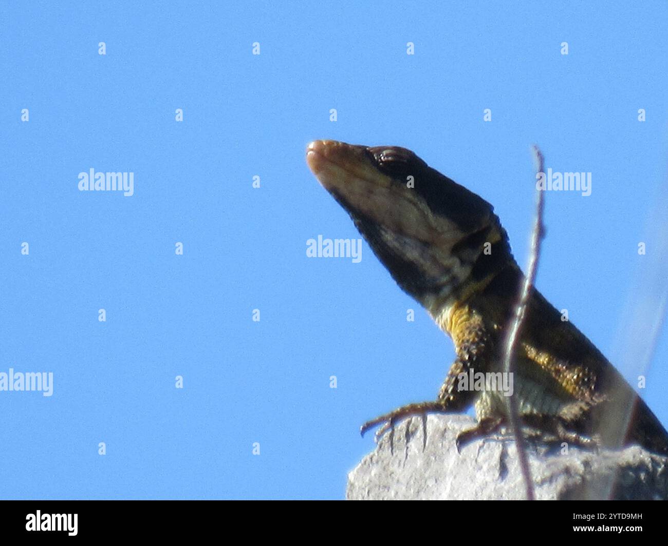 Western Cape Crag Lizard (Pseudocordylus microlepidotus microlepidotus ...