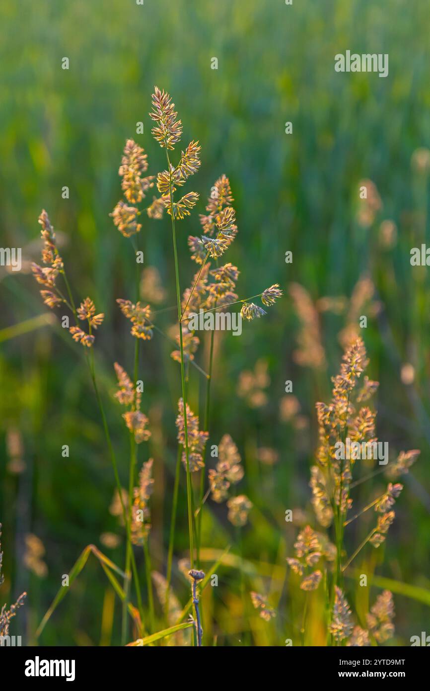 Plant Dactylis against green grass. In the meadow blooms valuable ...