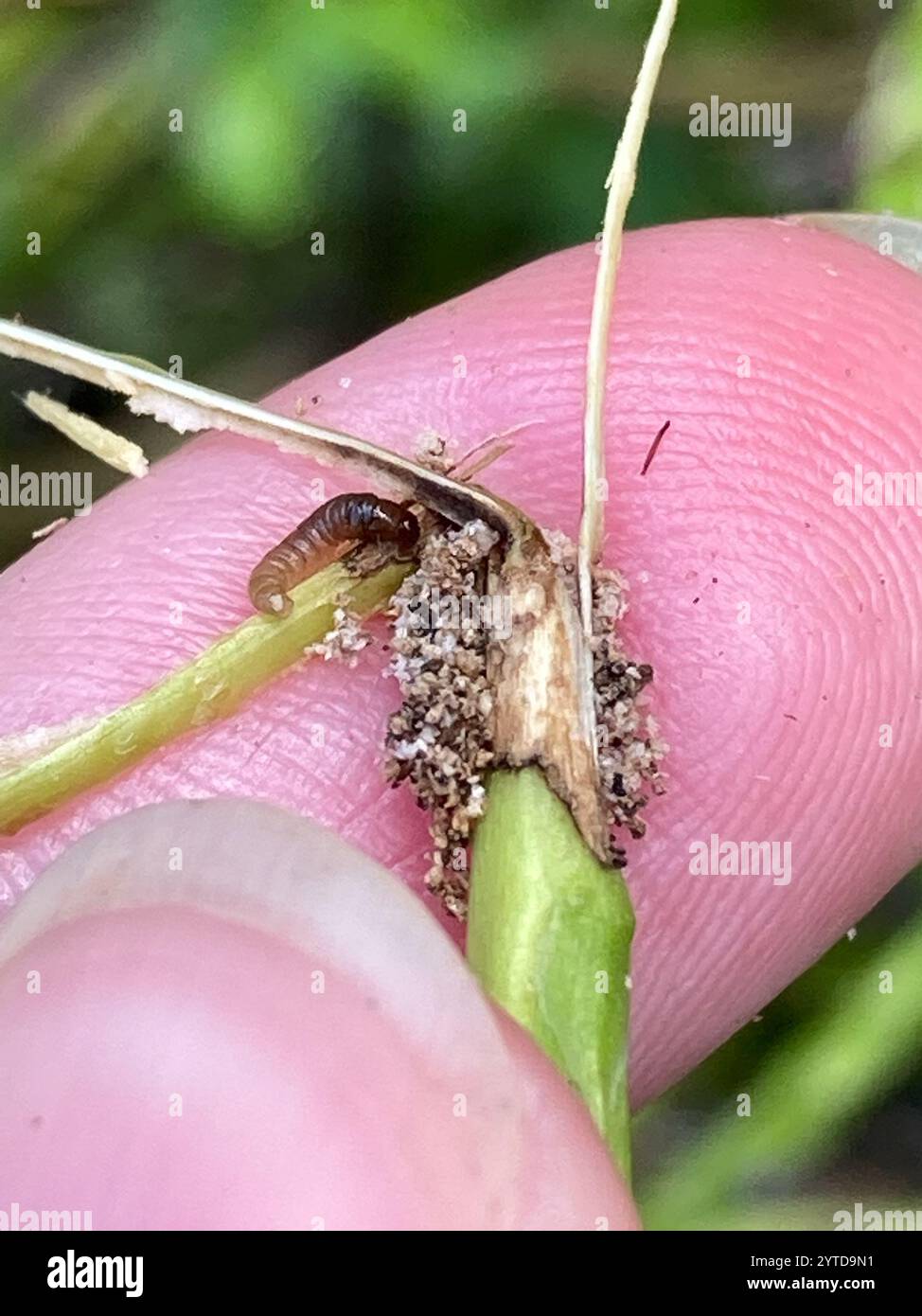 Amazon Queen Moth (Penthesilea difficilis Stock Photo - Alamy