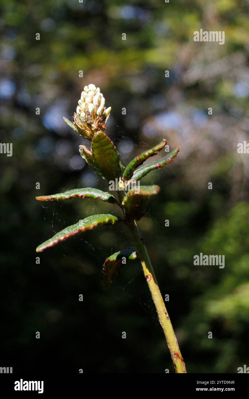 Bog Labrador Tea (Rhododendron groenlandicum Stock Photo - Alamy