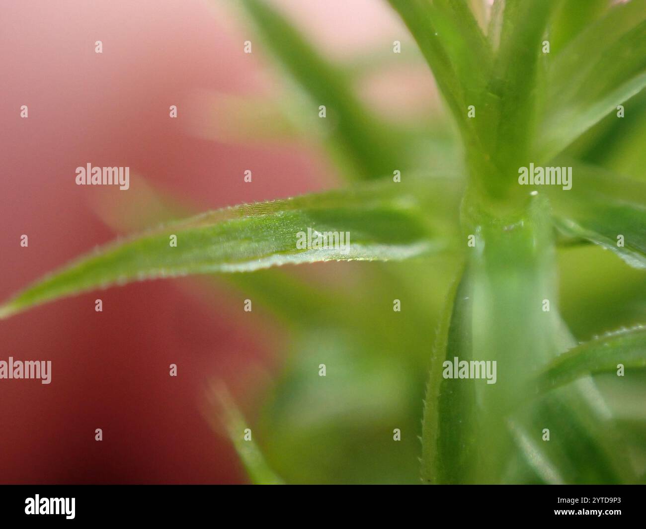 Long-stalked Haircap Moss (Polytrichum longisetum Stock Photo - Alamy