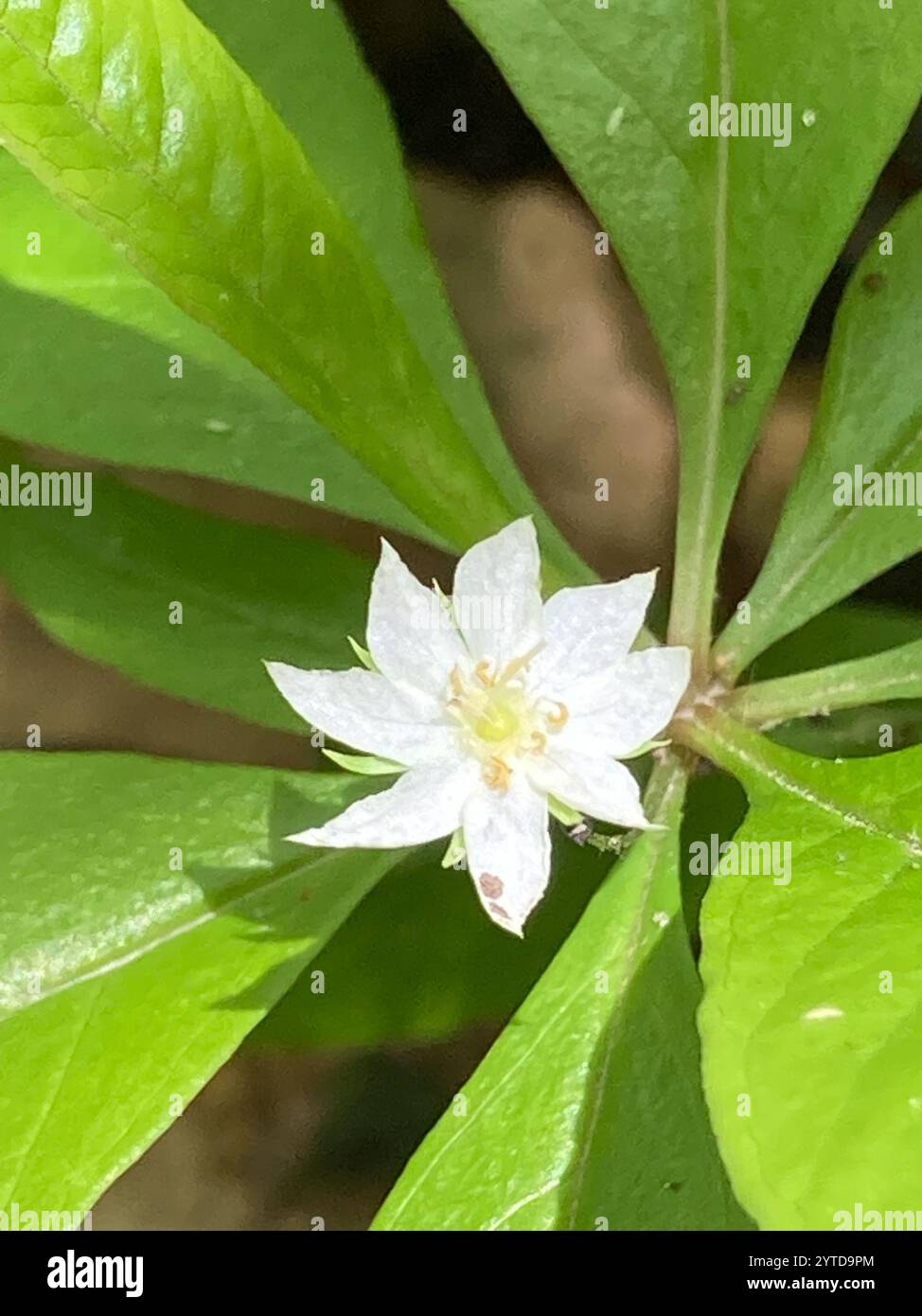 northern starflower (Lysimachia borealis Stock Photo - Alamy