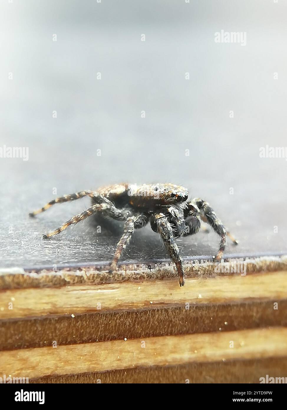 Fencepost jumping spider (Marpissa muscosa Stock Photo - Alamy