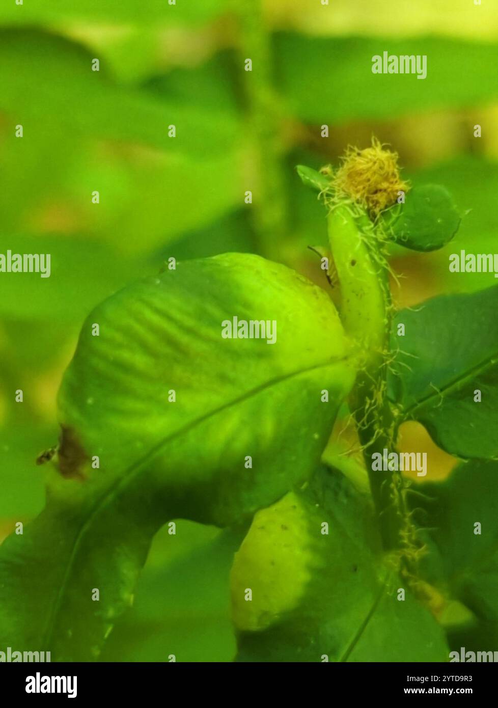 Christmas fern leaf curl (Taphrina polystichi Stock Photo - Alamy