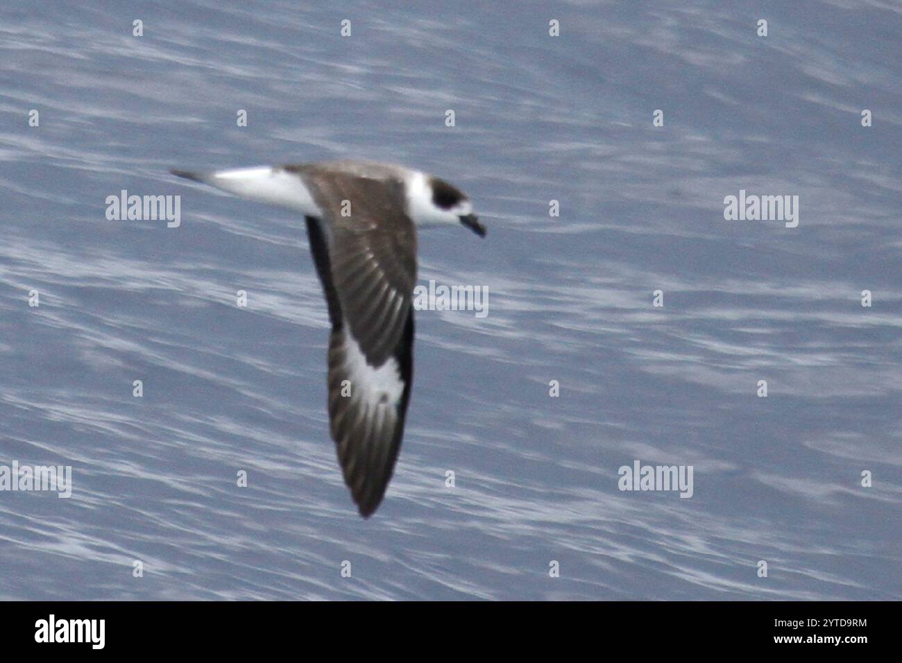Black-capped Petrel (Pterodroma hasitata Stock Photo - Alamy