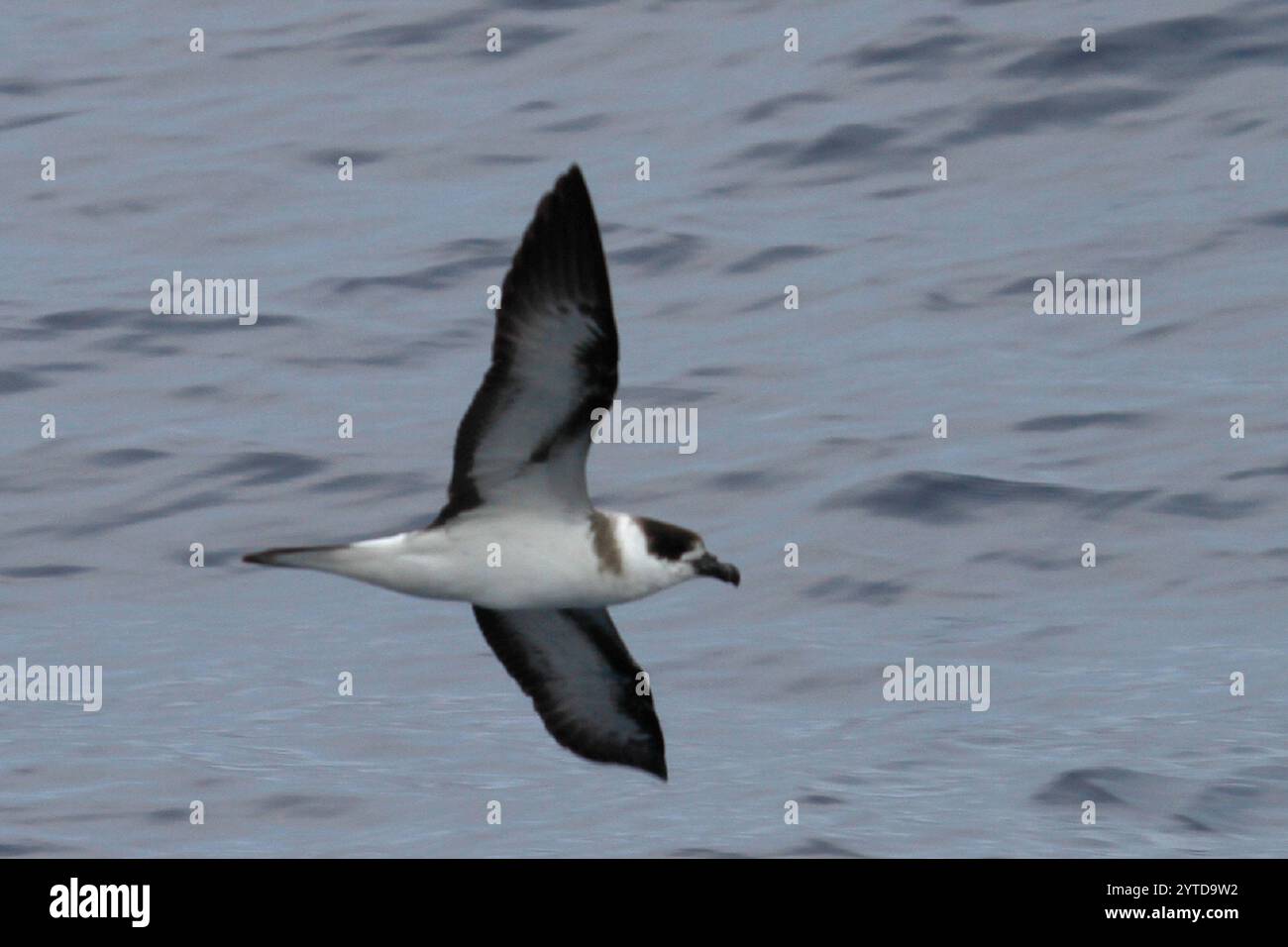 Black-capped Petrel (Pterodroma hasitata Stock Photo - Alamy