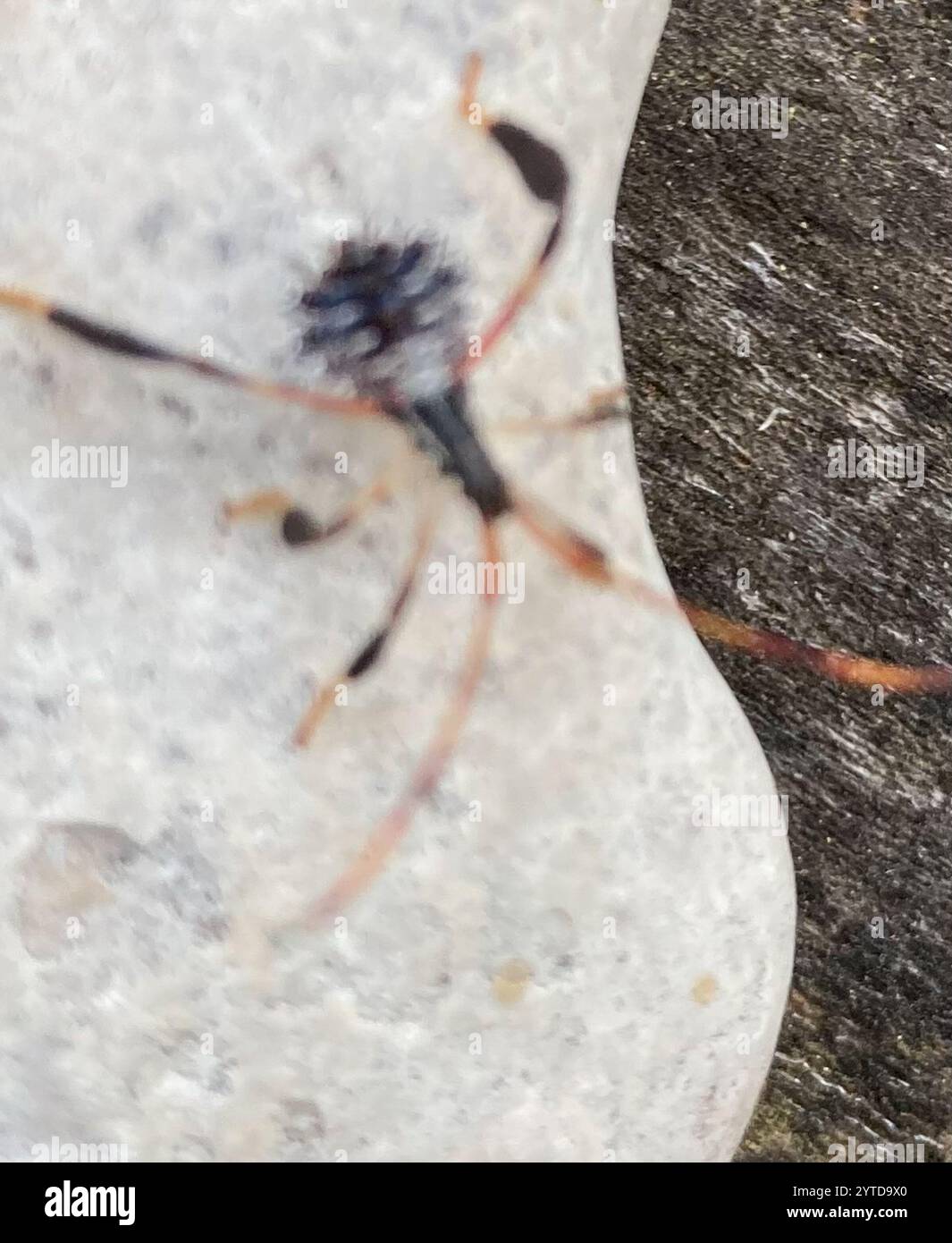 Spine-headed Bugs (Acanthocephala Stock Photo - Alamy