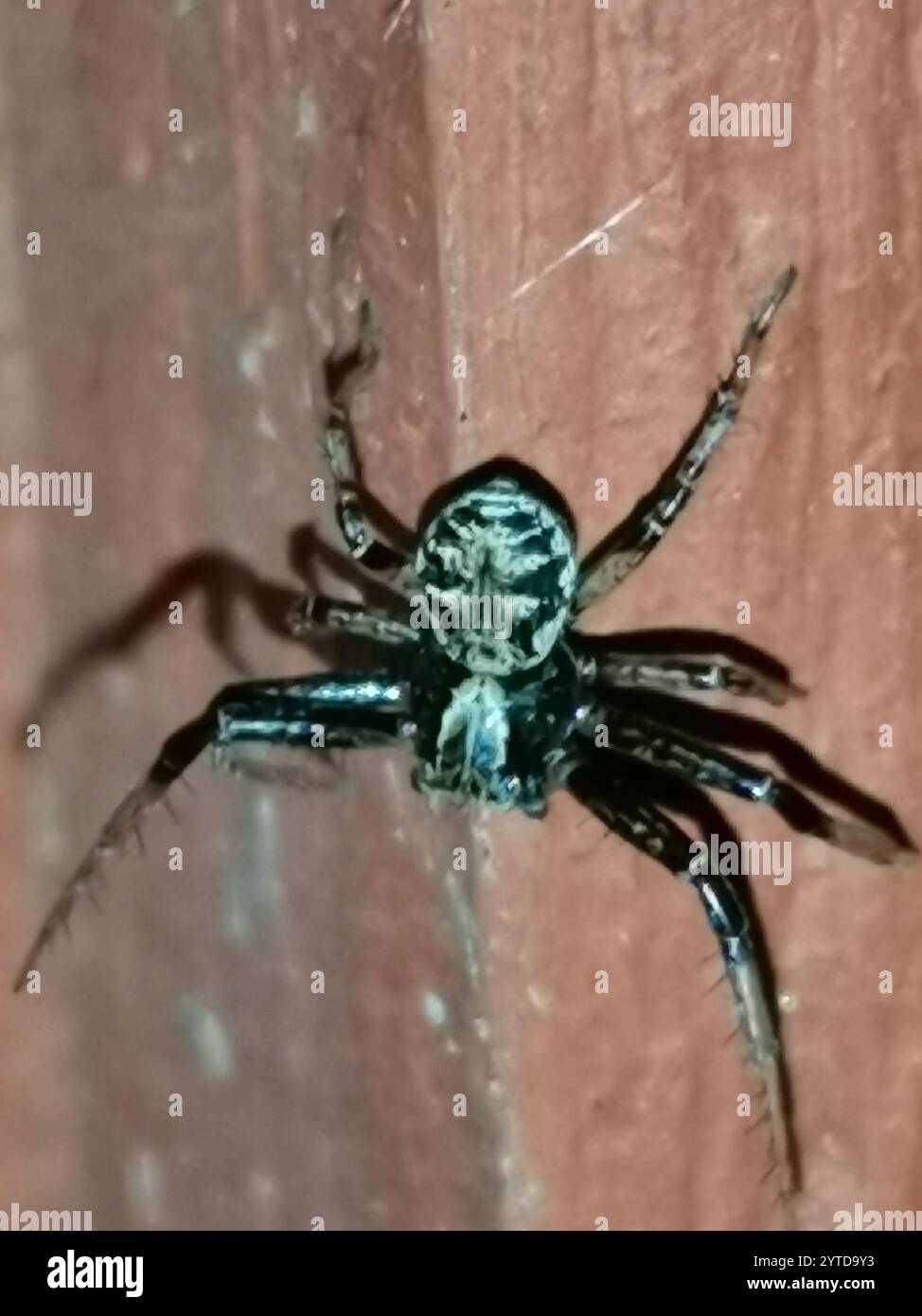 Crab Spiders (Thomisidae Stock Photo - Alamy