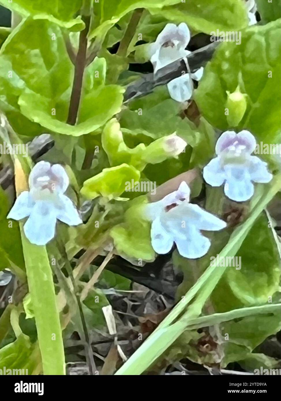 yerba buena (Clinopodium douglasii Stock Photo - Alamy