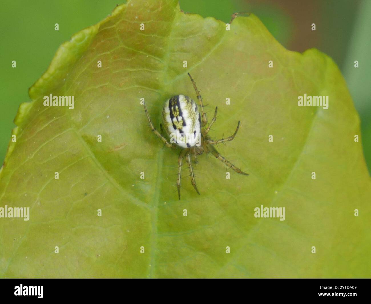 Mangora acalypha cricket bat hi-res stock photography and images - Alamy