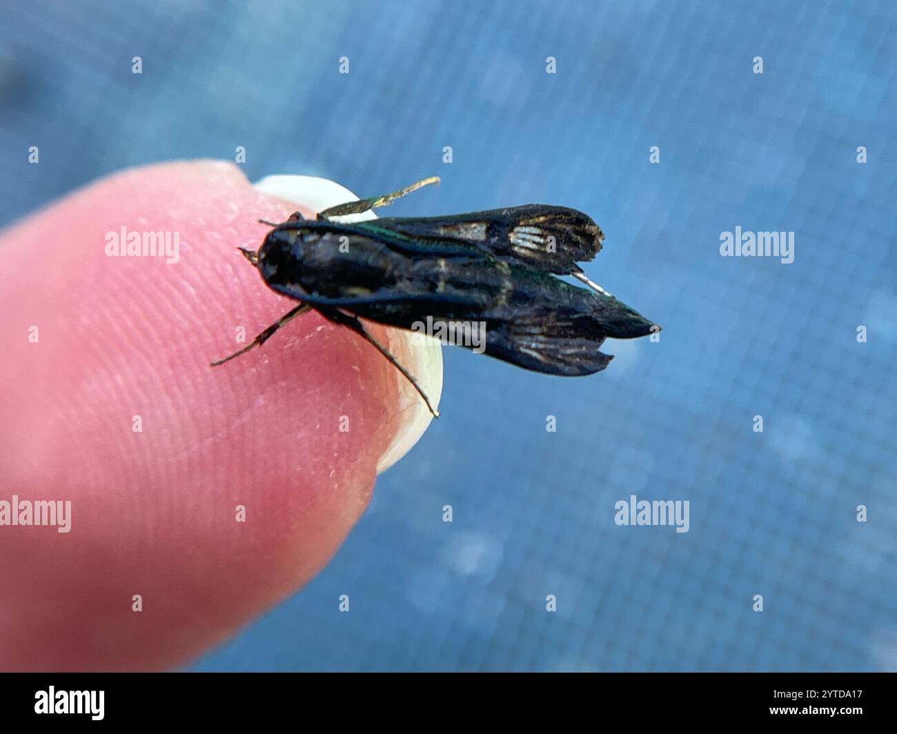 Clearwing Moths (Sesiidae Stock Photo - Alamy