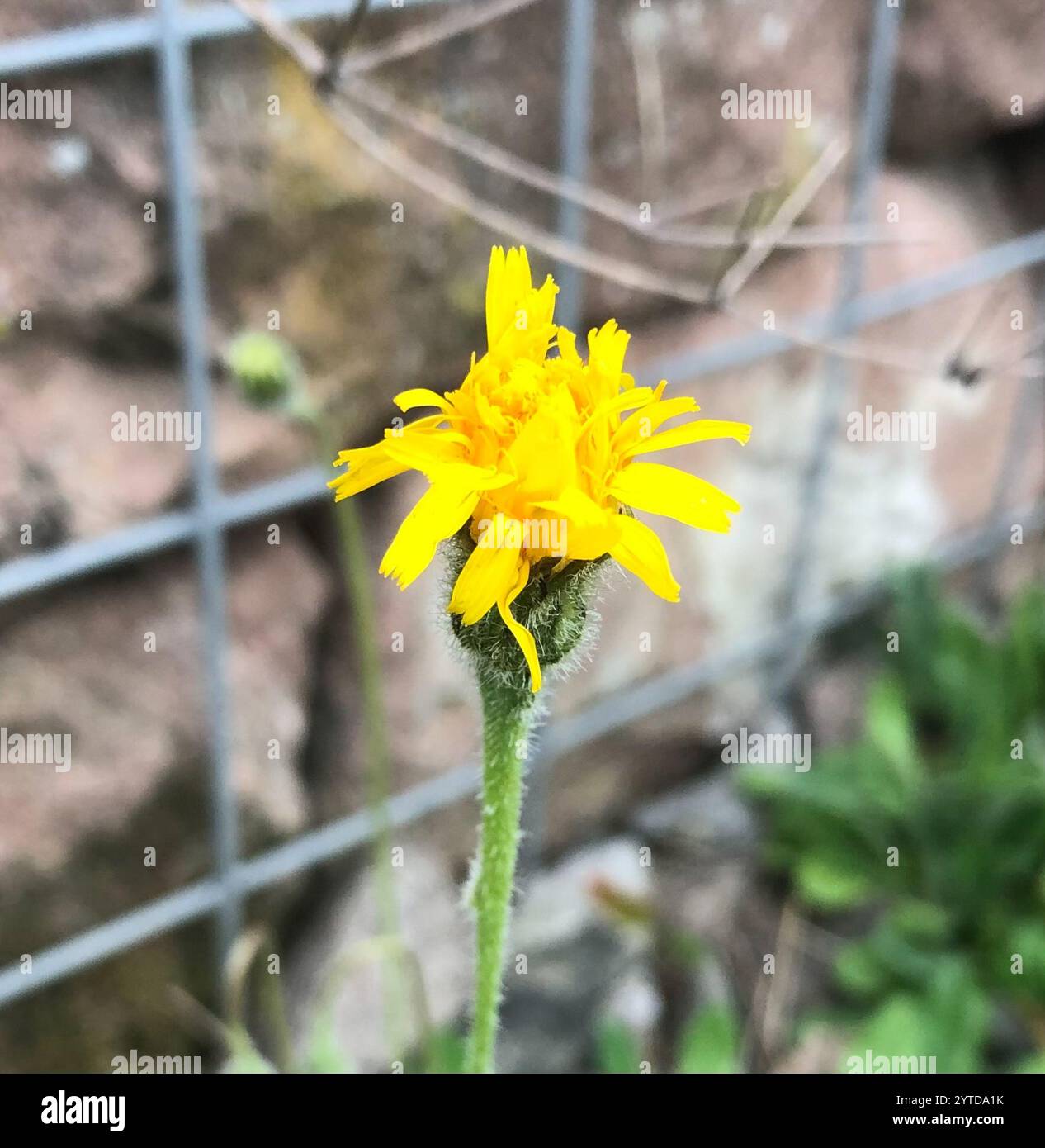 Rough Hawkbit (Leontodon hispidus Stock Photo - Alamy
