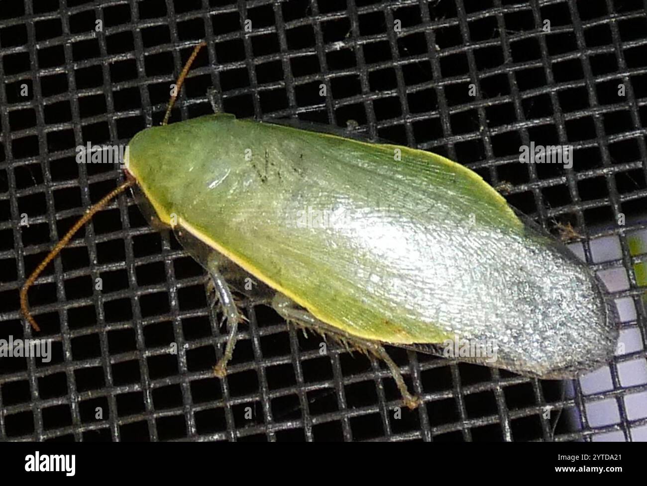 Banana Cockroach (Panchlora nivea Stock Photo - Alamy
