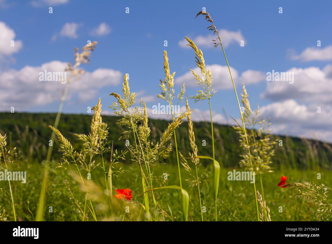 Calamagrostis arundinacea is a species of bunch grass in the family ...