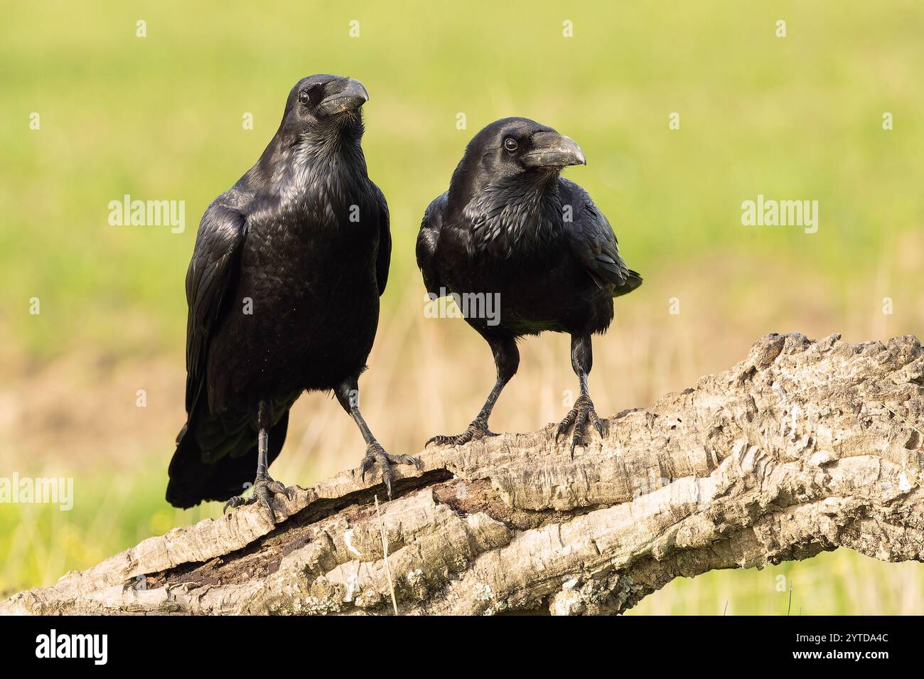 Common raven in the first light of a cold autumn morning on a ...