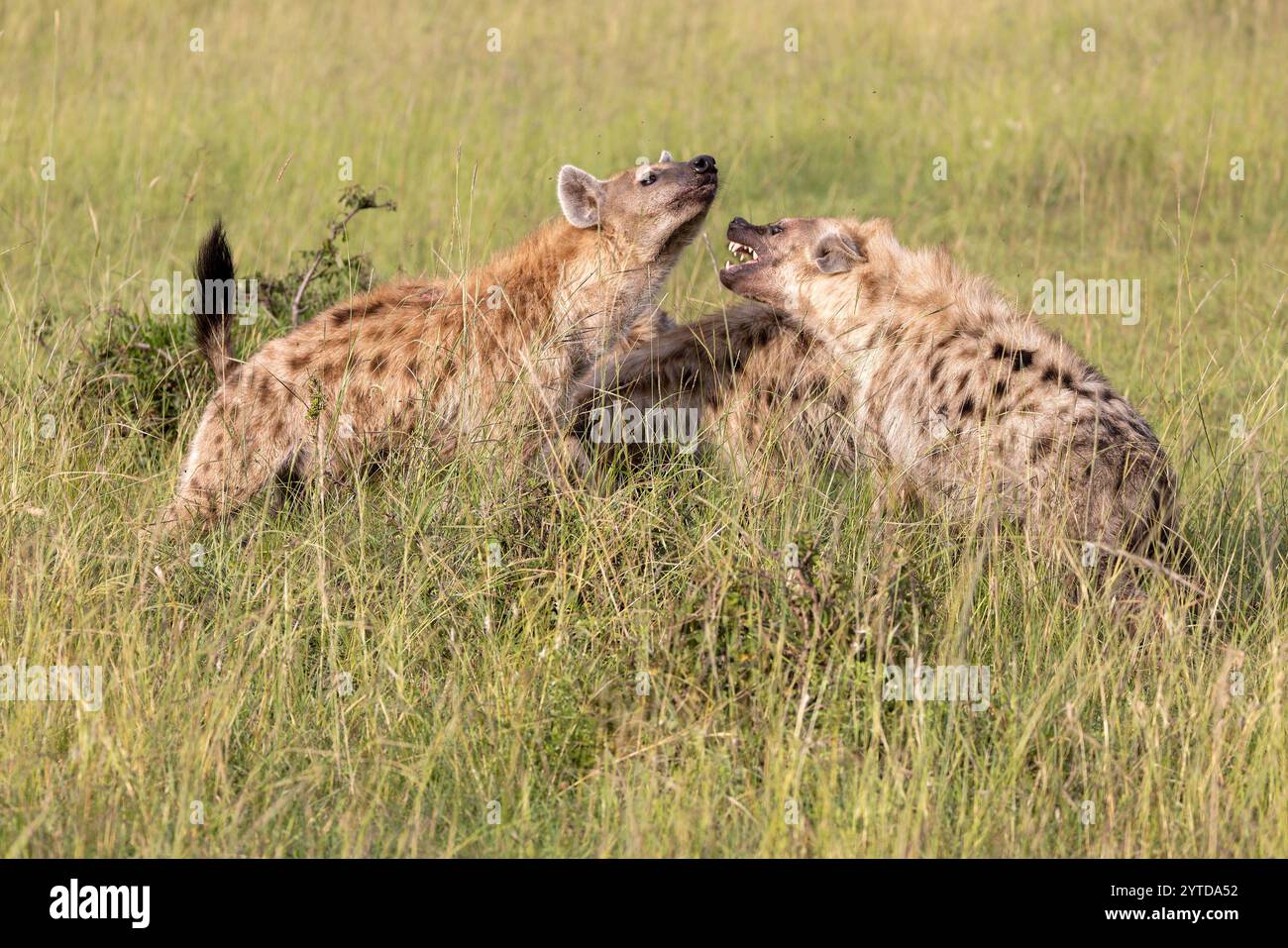 A group of Spotted Hyenas in tall grassland, fighting, Olare Motorogi ...